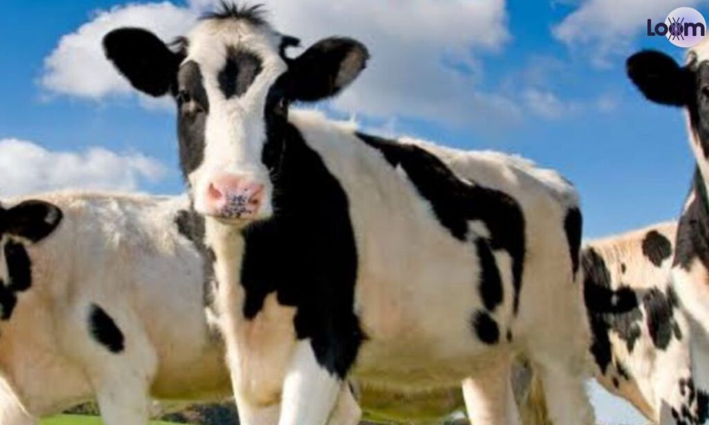 150+ Creative Cow Names for Your Bovine Companion
